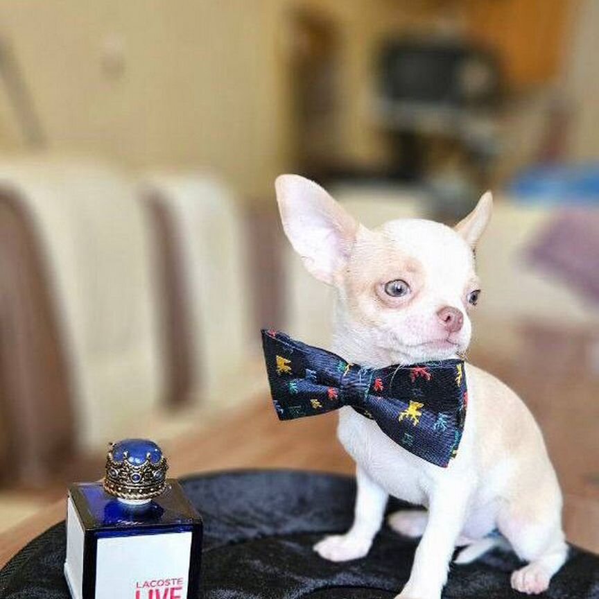 Чихуахуа мальчик стандарт