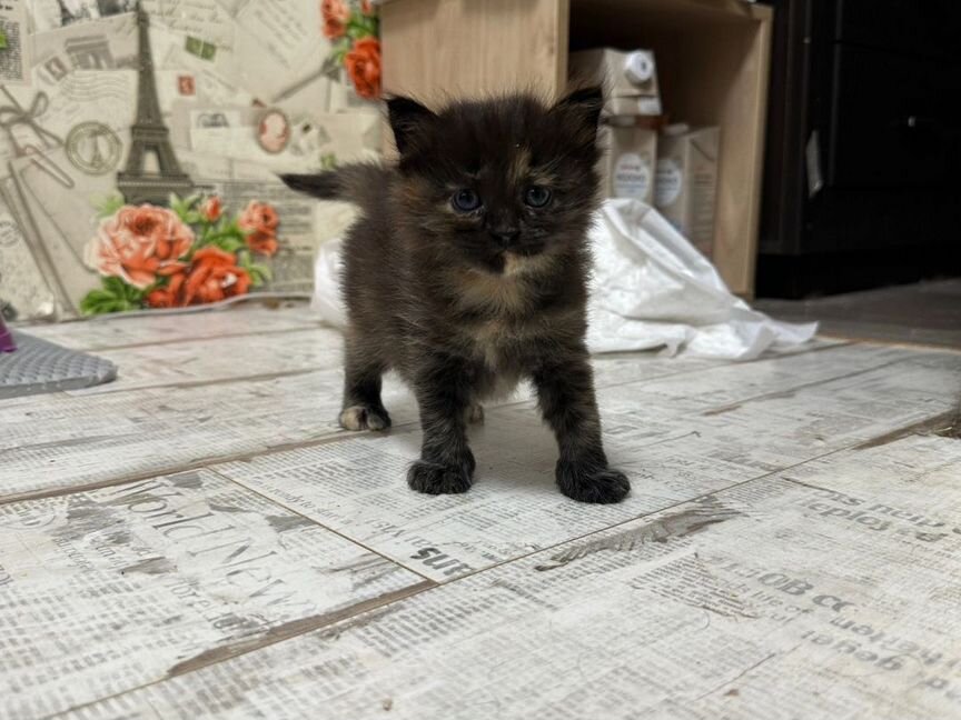 Сибирский котенок девочка