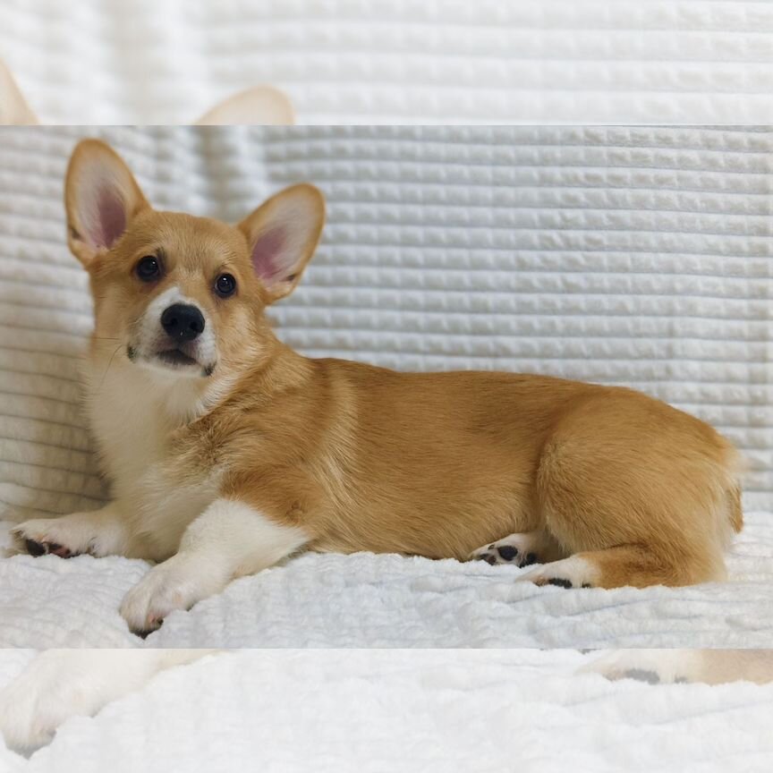 Вельш Корги Пемброк, щенок