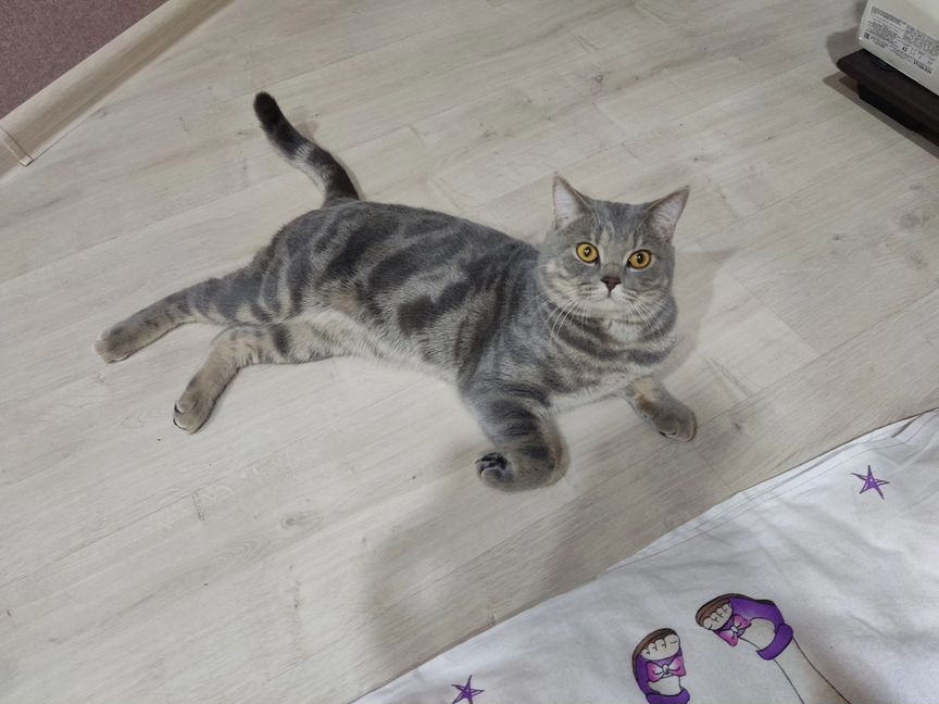 Кот Тиша 2 годика