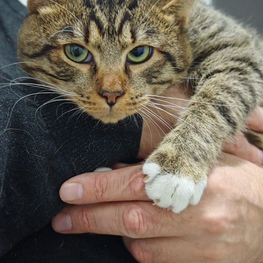 Котик в добрые ручки