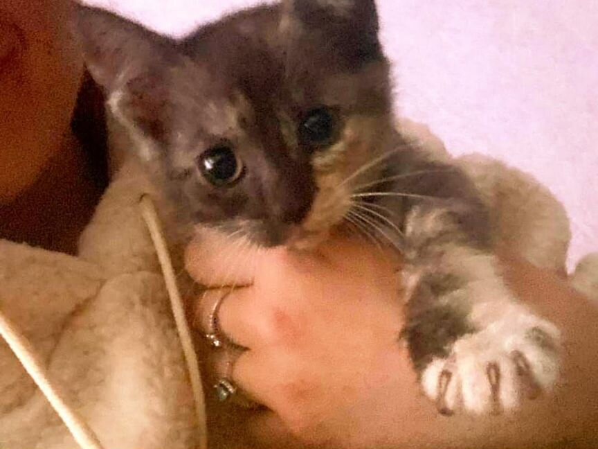 Котенок