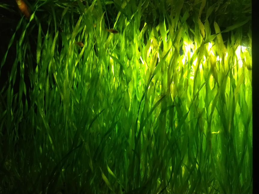 Валлиснерия спиральная большие кусты для аквариума