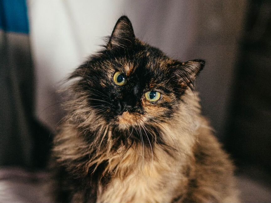 Кошка Триша