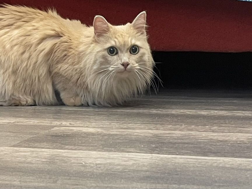 Кошка со всеми необходимыми вещами