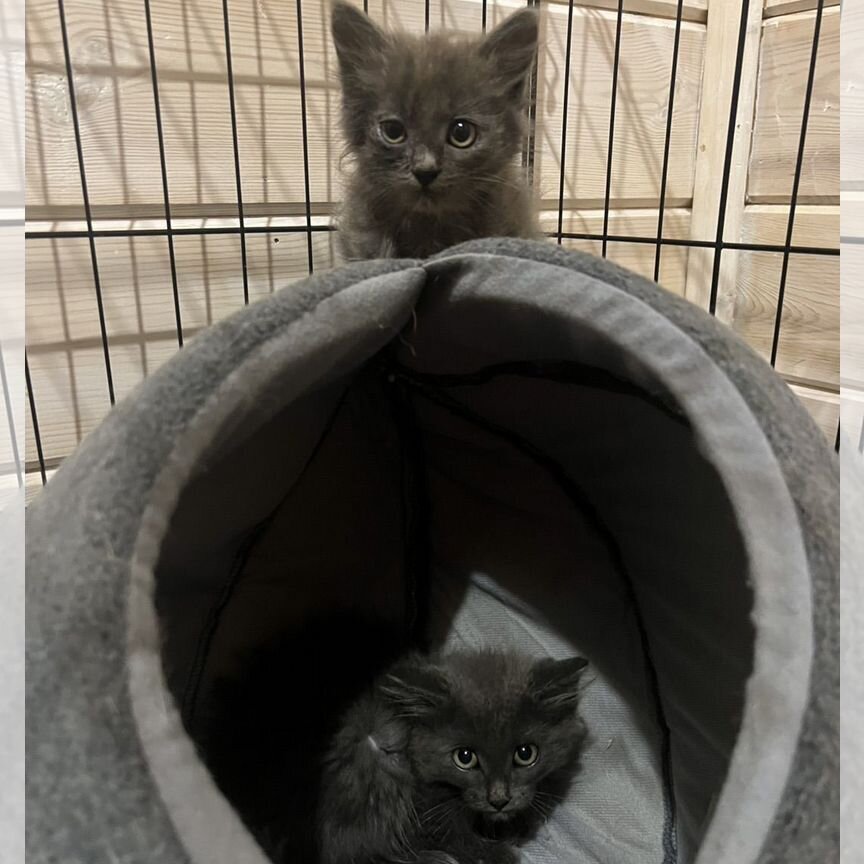Серый котенок