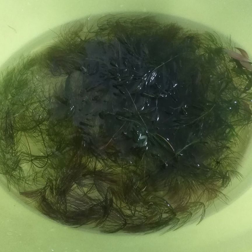 Аквариумные растения