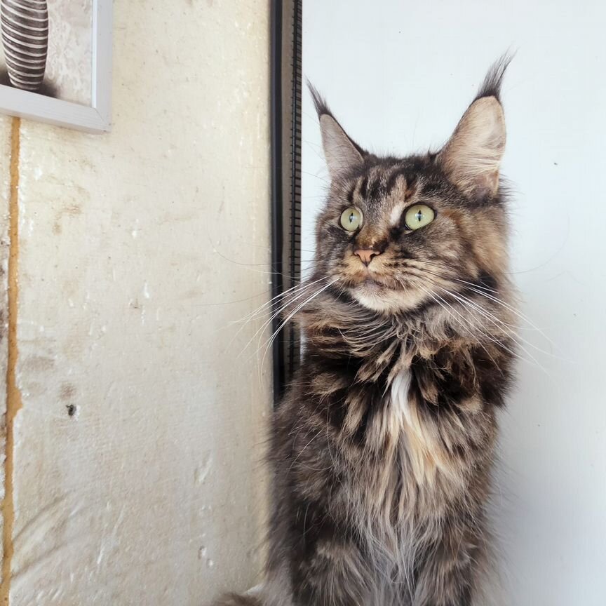 Котята мейн-кун