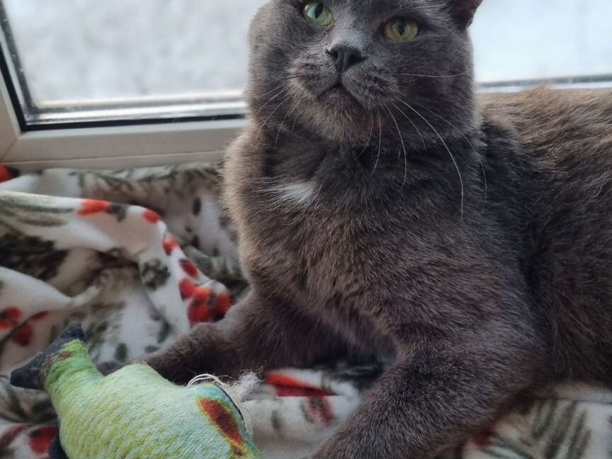 Русский голубой кот
