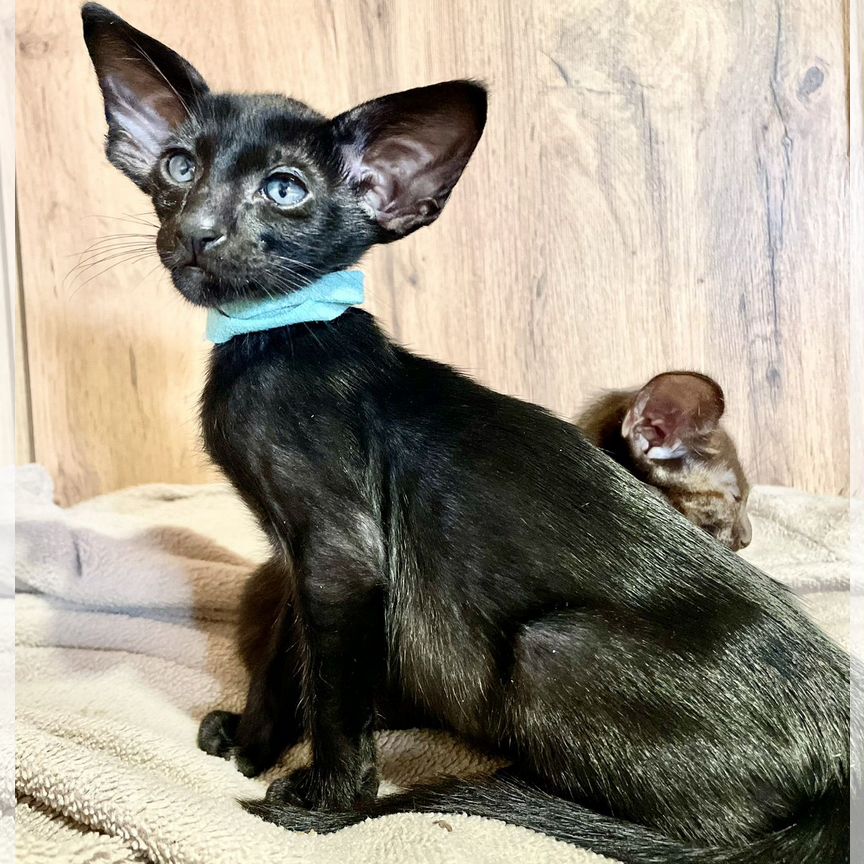 Ориентальный котёнок