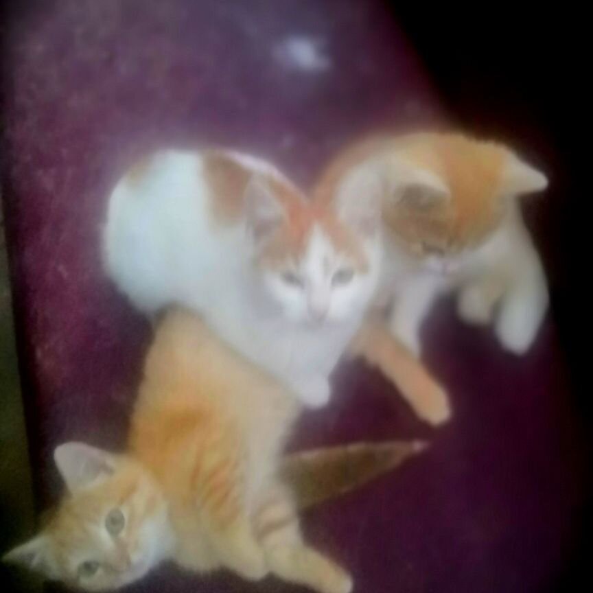 3 маленьких лучника солнца