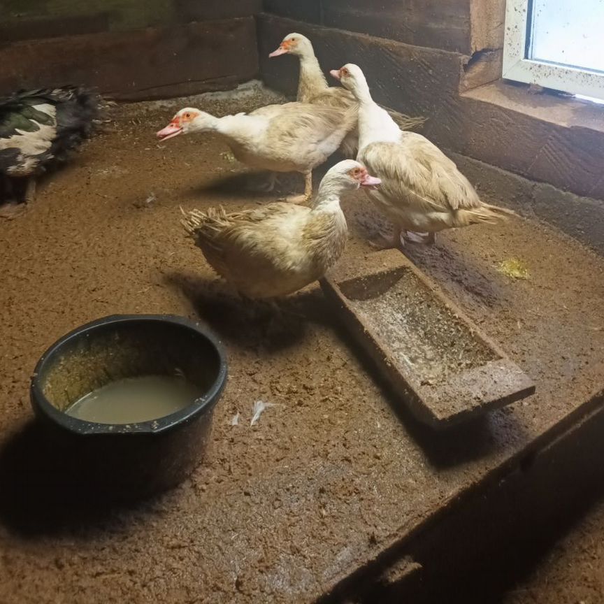 Индоутки семья