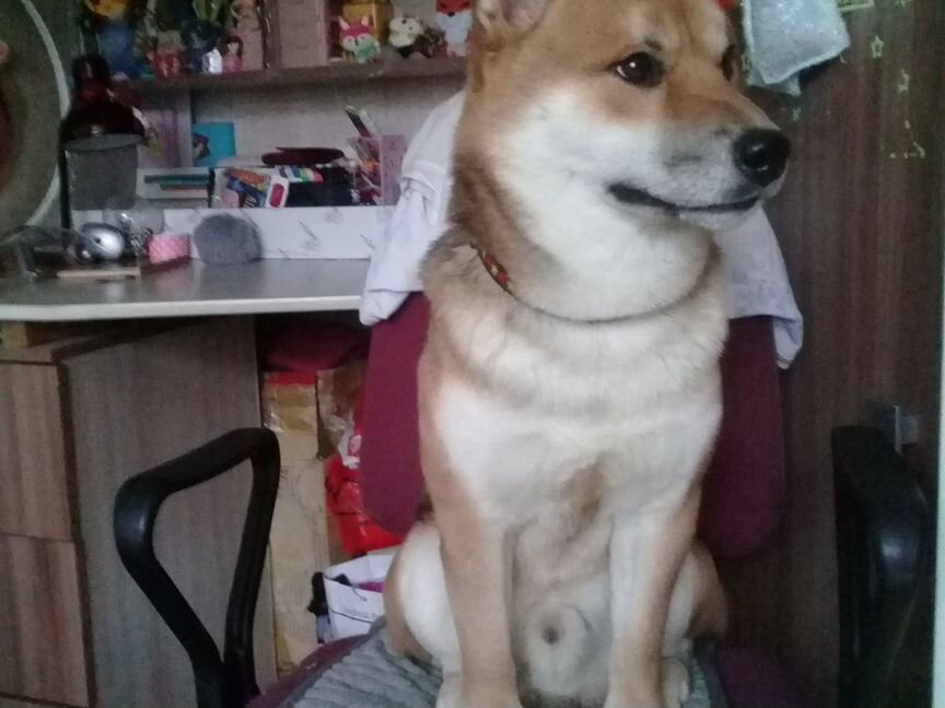 Отдам собаку породы Сиба ину