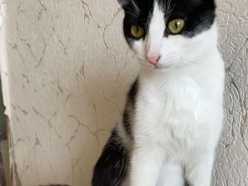 Котик Мираж