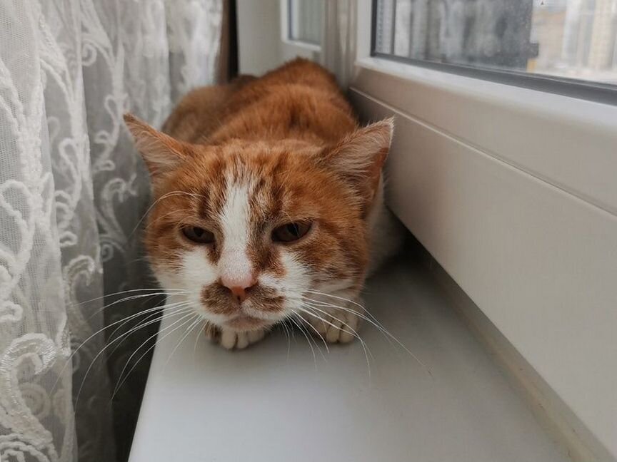 Маленький, пугливый малыш ищет любящую сьмью