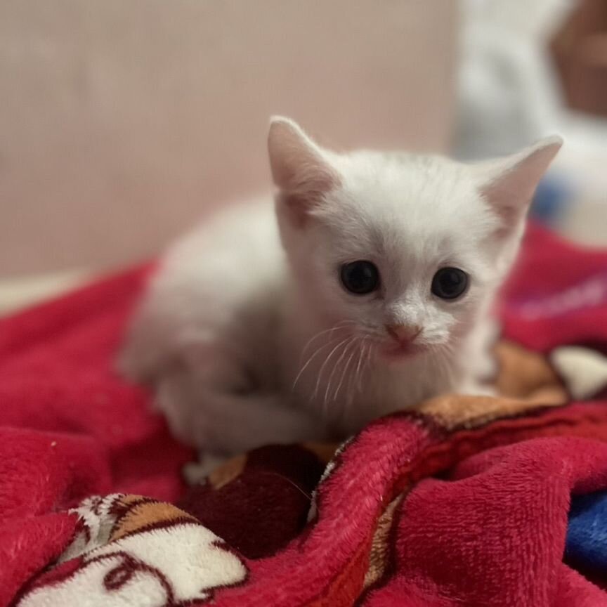 Котенок мальчик