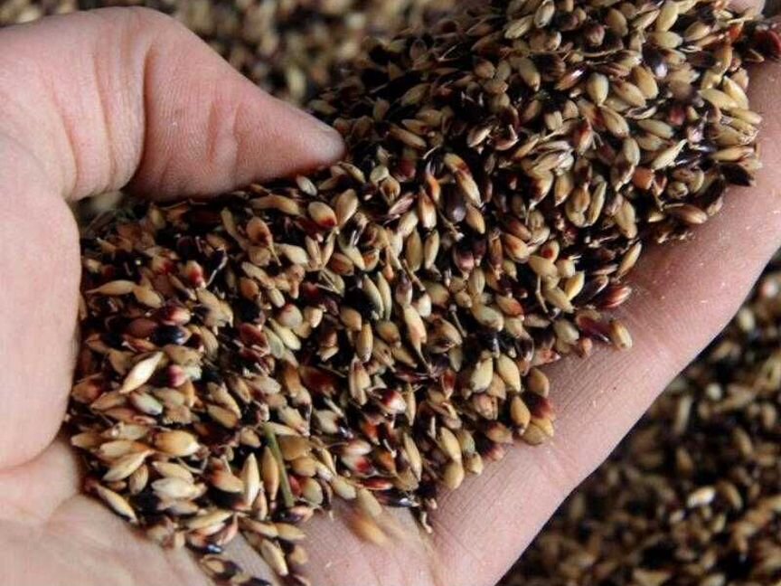 Суданка семенная транспортная