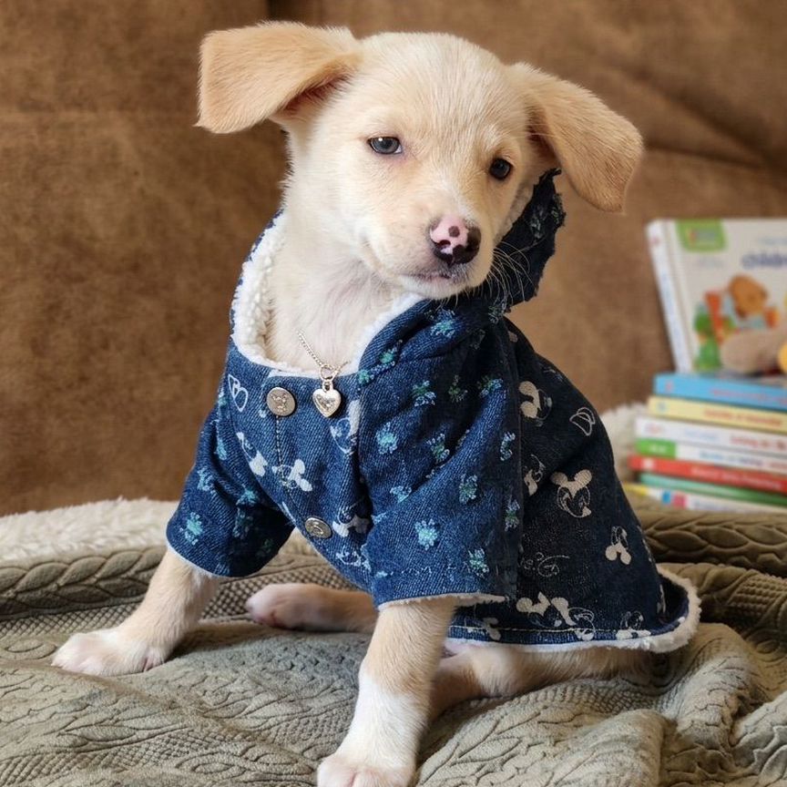 Щенок в добрые руки