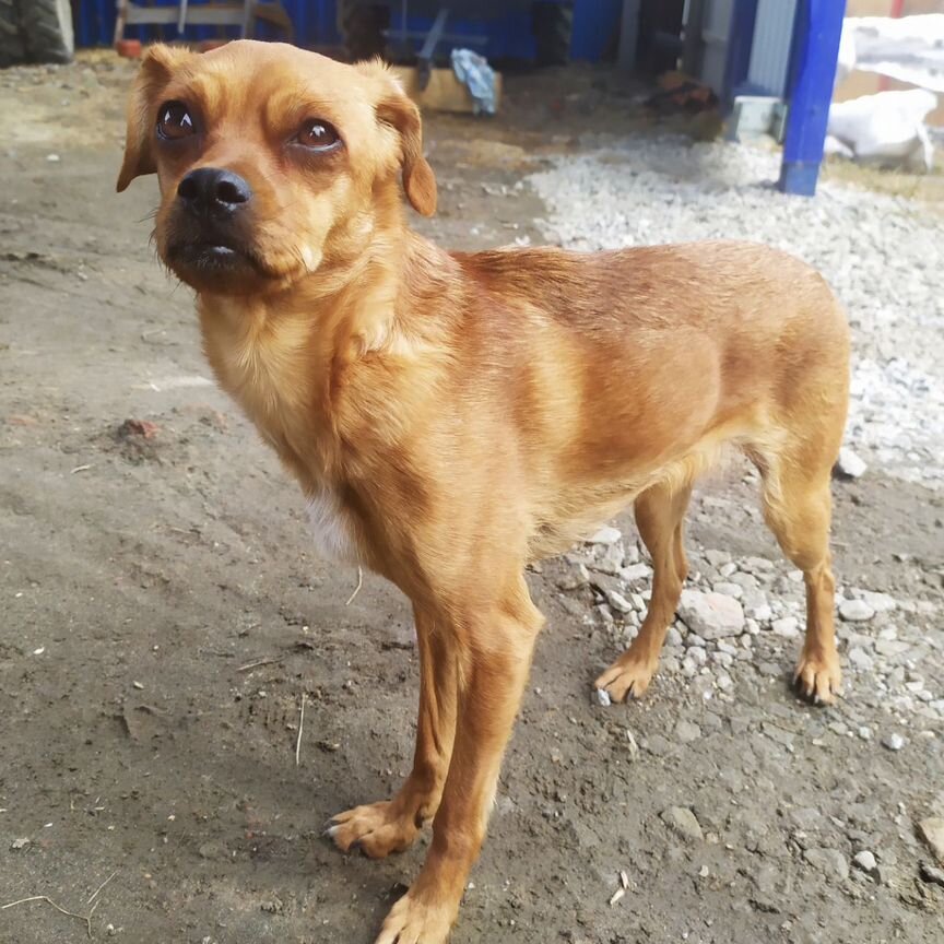 Щенок в добрые руки