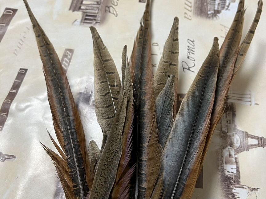 Перо фазана