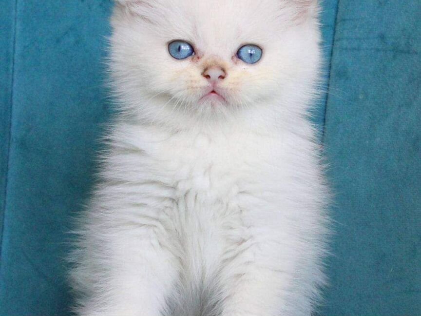 Золотой колор поинт мальчик