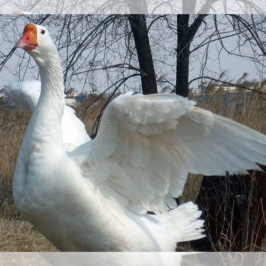 Гусак Линда