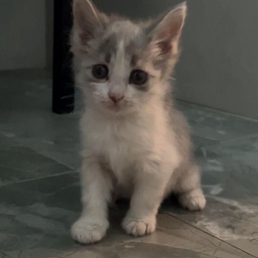 Котёнок от частного владельца