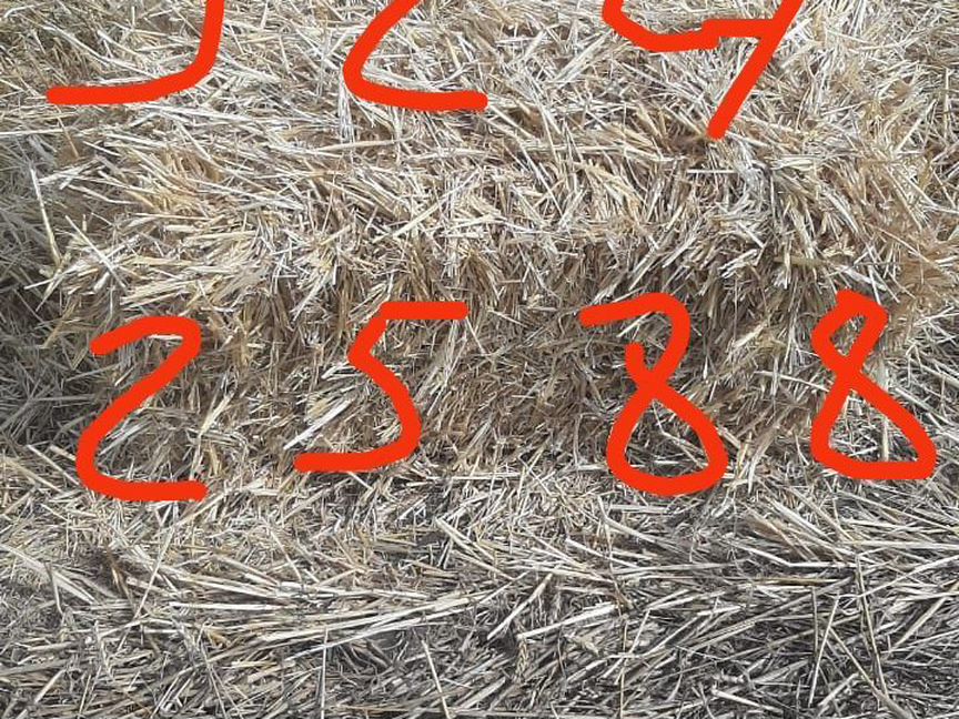 Солома пшеничная в тюках