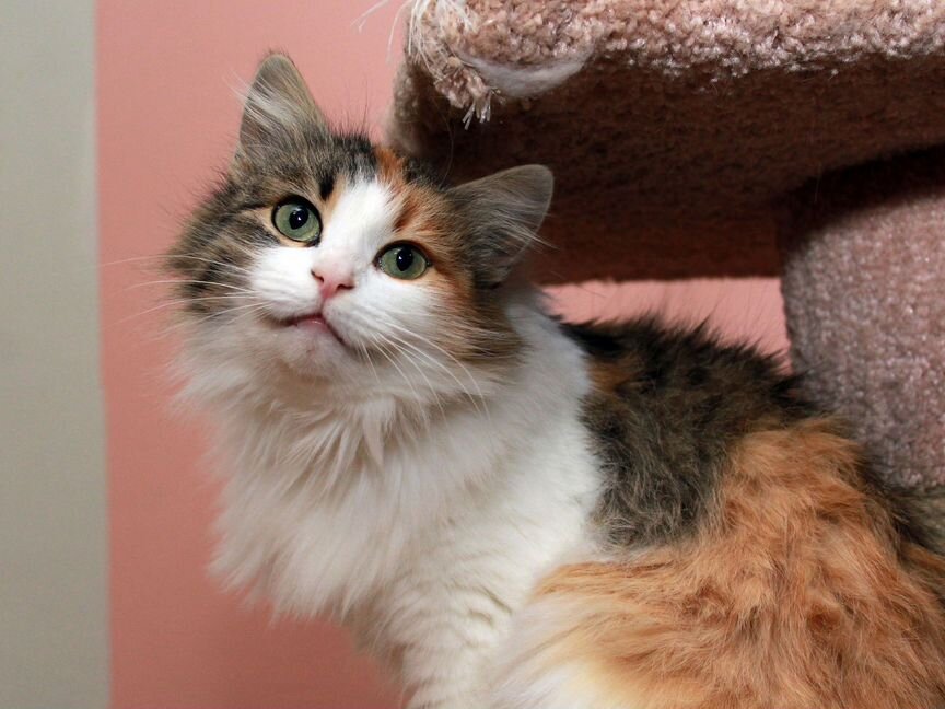 Трёхцветная кошка в добрые руки