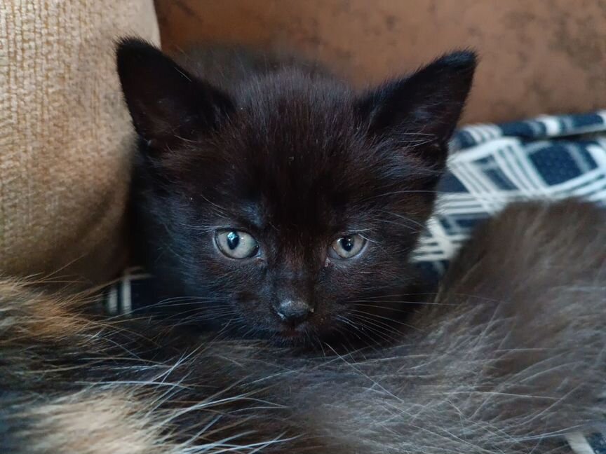 Котята в добрые руки безвозмездно