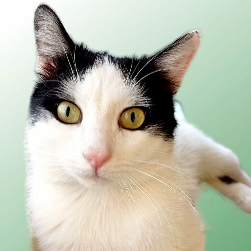 Молодой, ласковый котик