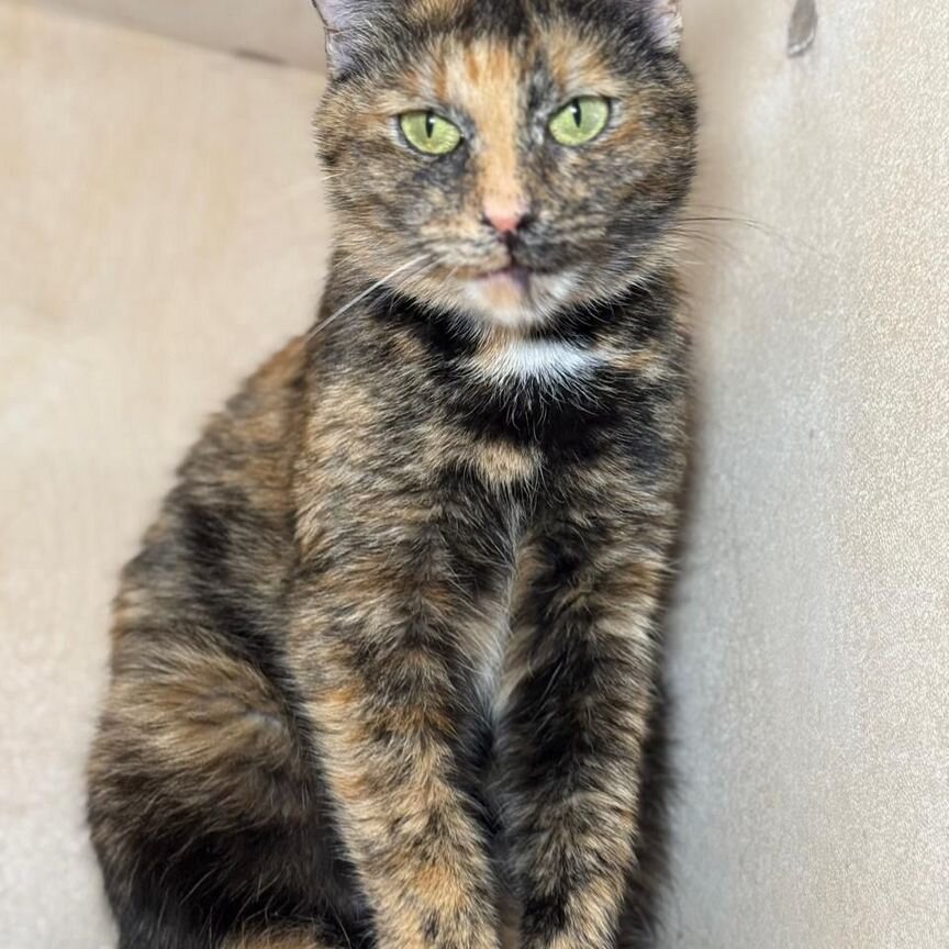 Любава ищет дом