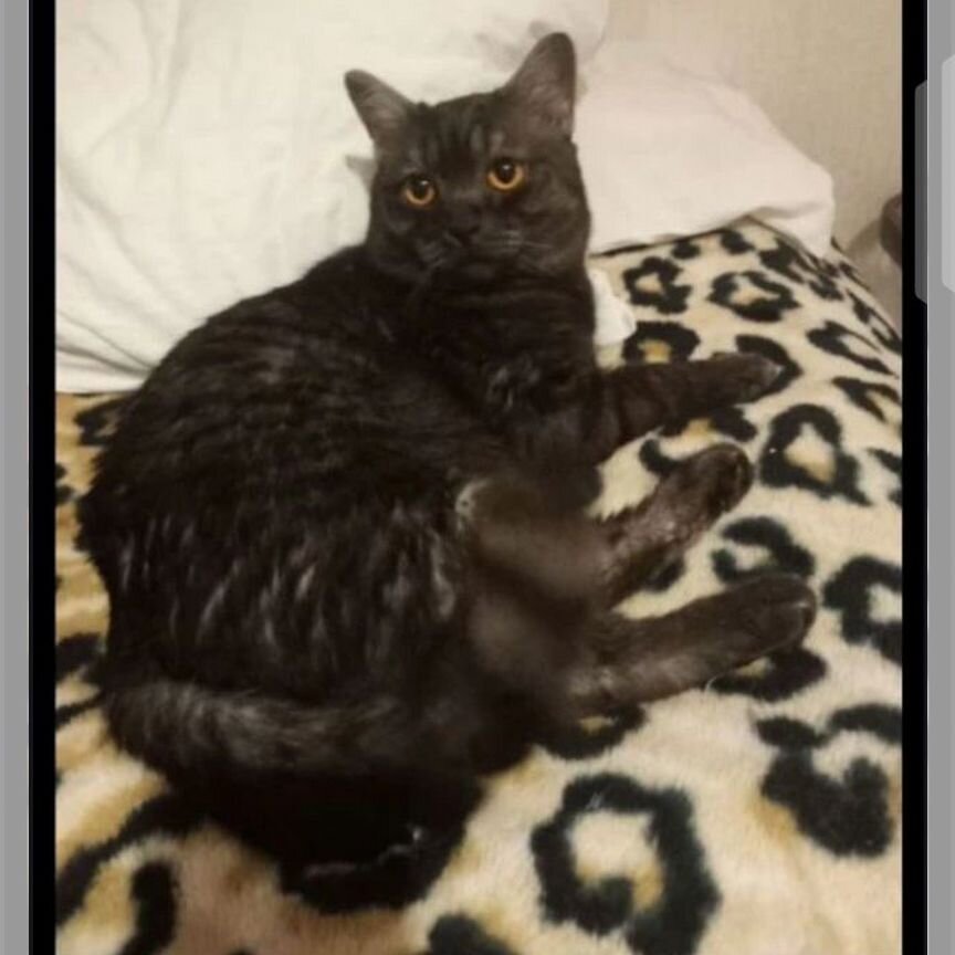 Британский короткошёрстный котёнок