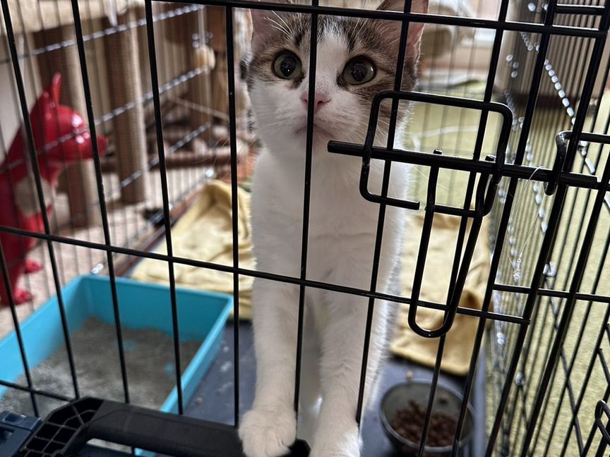 Просто Муся