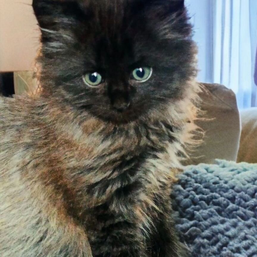 Мишутка настоящий