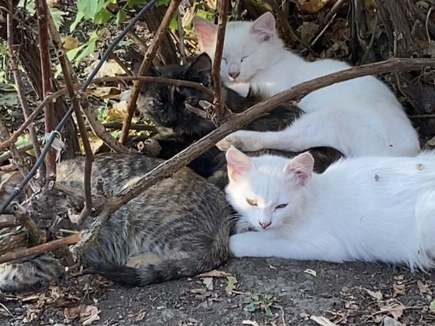 Котята спят на земле, помогите