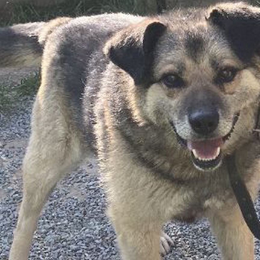 Взрослый пёс в добрые руки