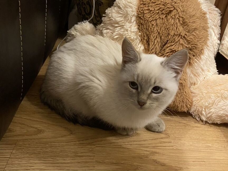 Котенок-девочка в добрые руки