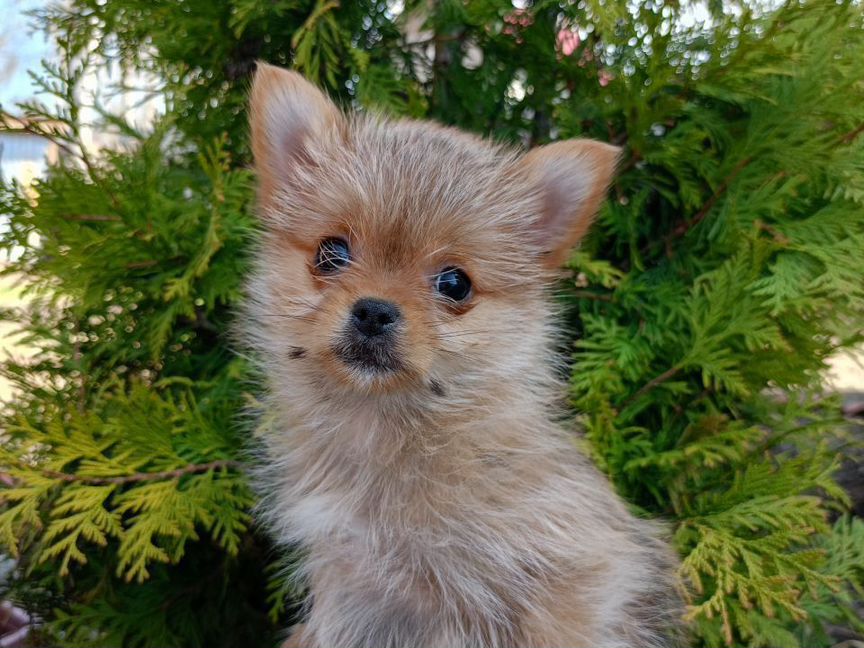 Мальчик метис шпица