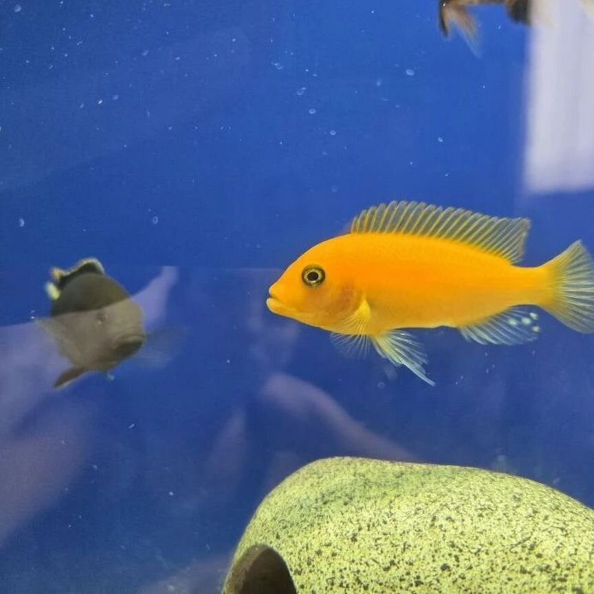 Рыбка цихлида, зебра красный