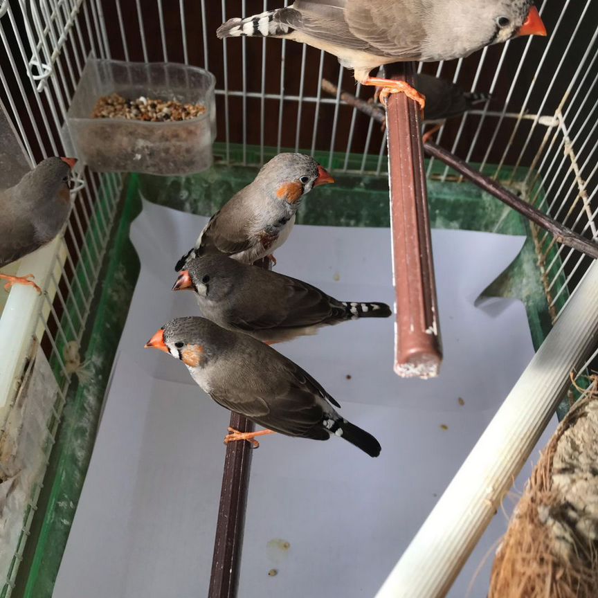 Молодые амадины. Экзотические птицы