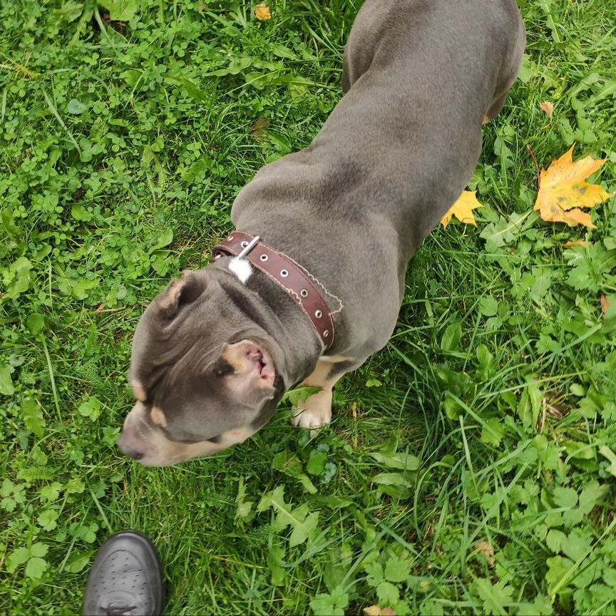 Вязка собак