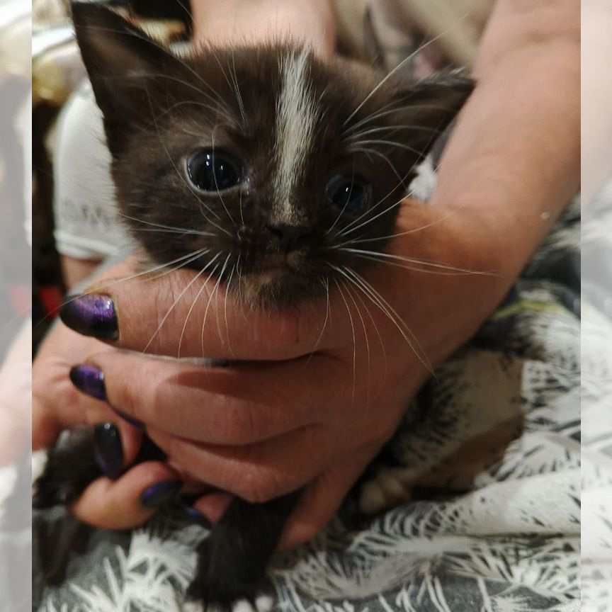 Отдам котят в добрые руки
