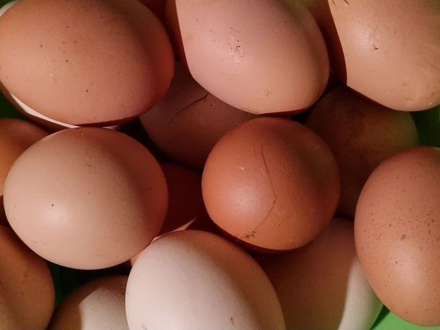 Яйца на инкубацию