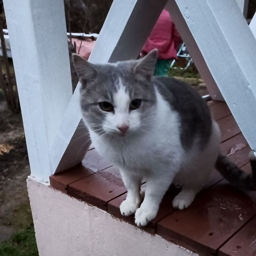 Котик серо-белый в добрые руки