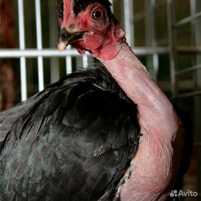 Куры молодки голошейкии