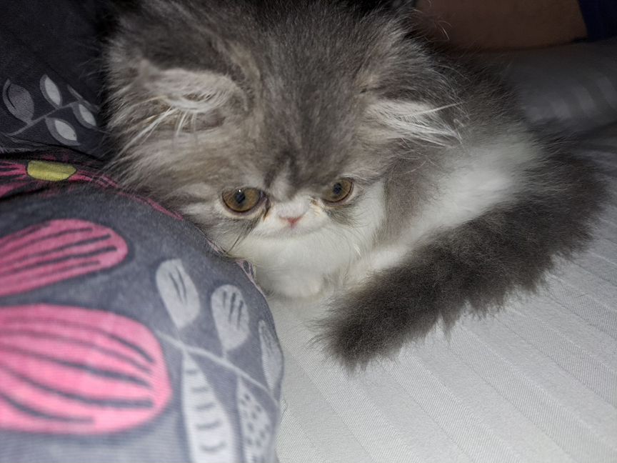 Персидская