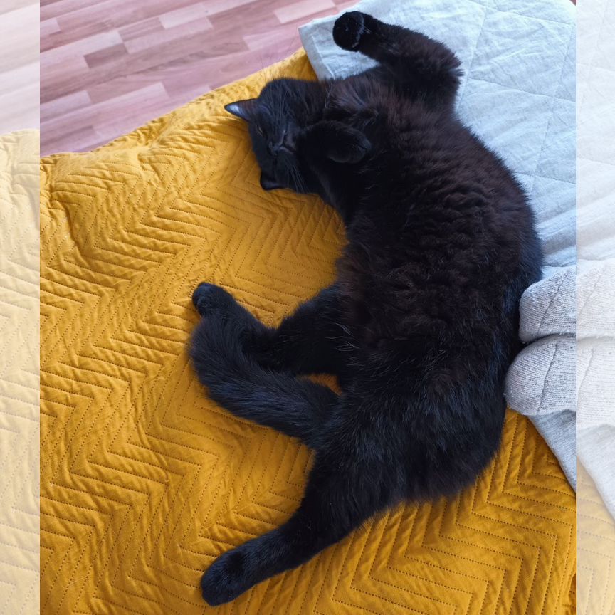 Отдам кота в добрые руки