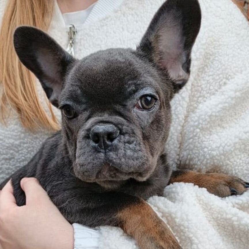 Французский бульдог, щенок