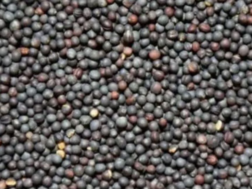 Семена рапса